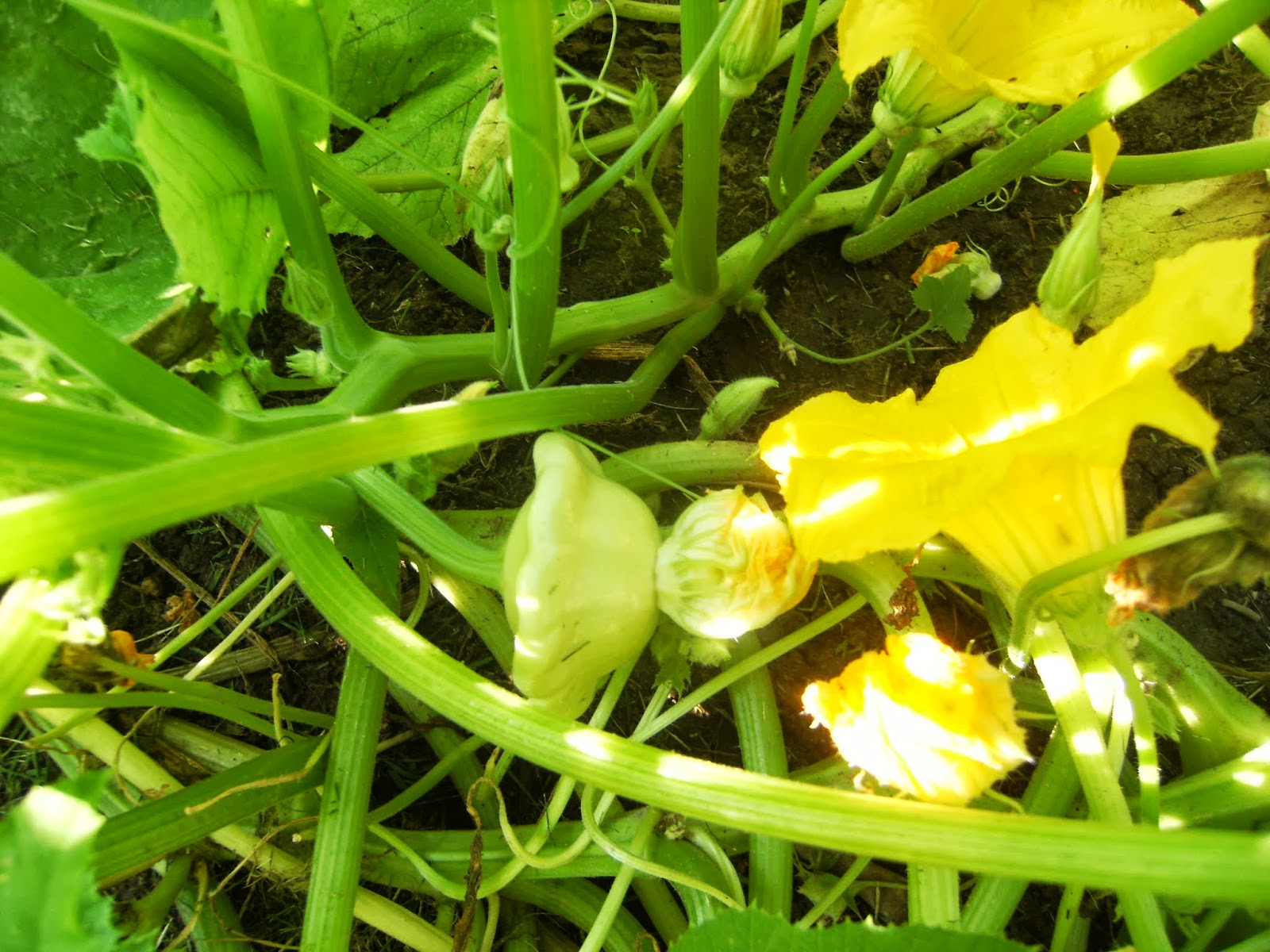 See the Beauty in the Ordinary: A Kansas Country Garden: Is This A Good ...