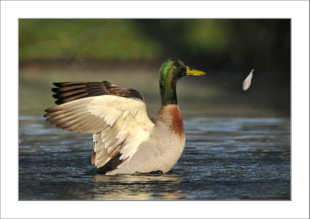 JONATHAN HARROD PHOTOGRAPHY