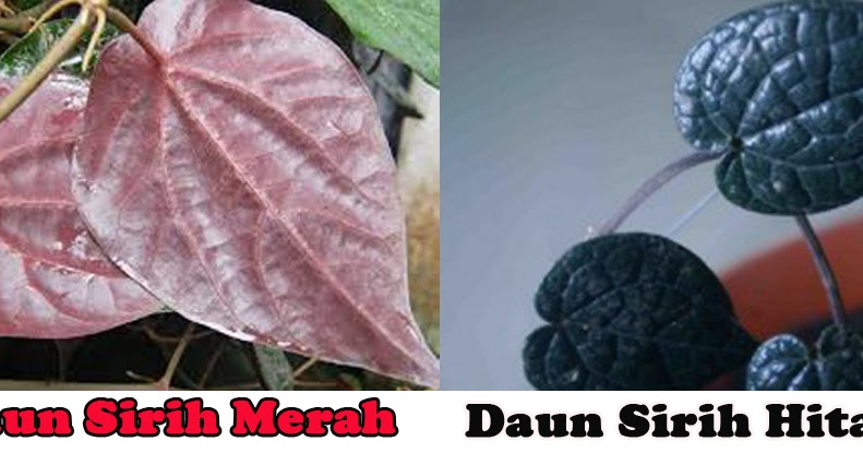 Mengenal Macam Macam Sirih dan Khasiatnya Bagi Tubuh Manusia ...