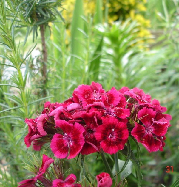 AntigosModernos&Renovados: Cravos flores que minha mãe tinha paixão tbm ...