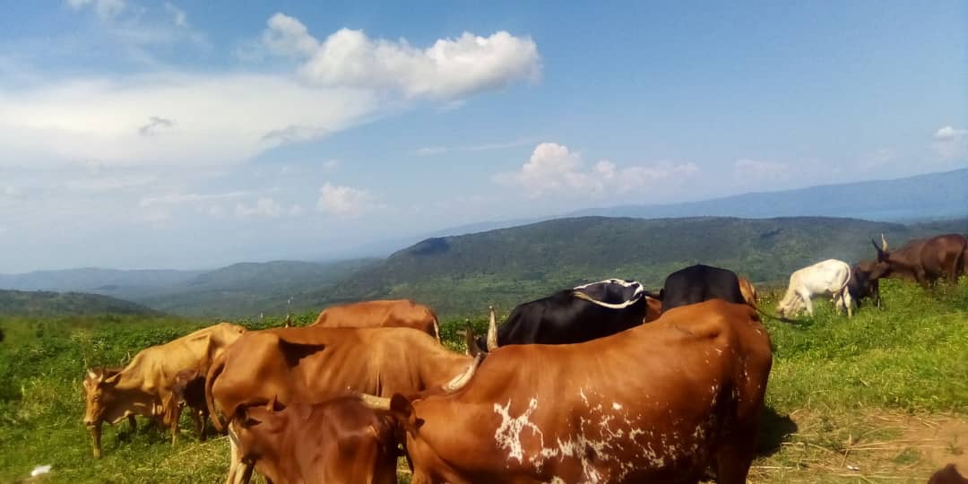 JOURNAL MINEMBWE/ MINEMBWE FREE PRESS: THOUSANDS of COWS of ...
