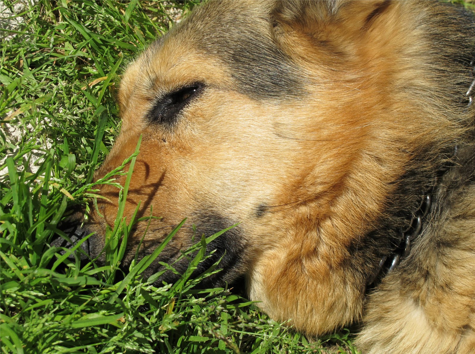 Milerenda: Calçotada