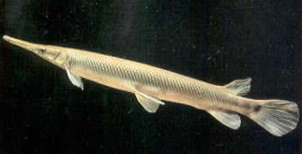 Mahamaya Hiko: jenis-jenis GAR fish (ikan aligator)