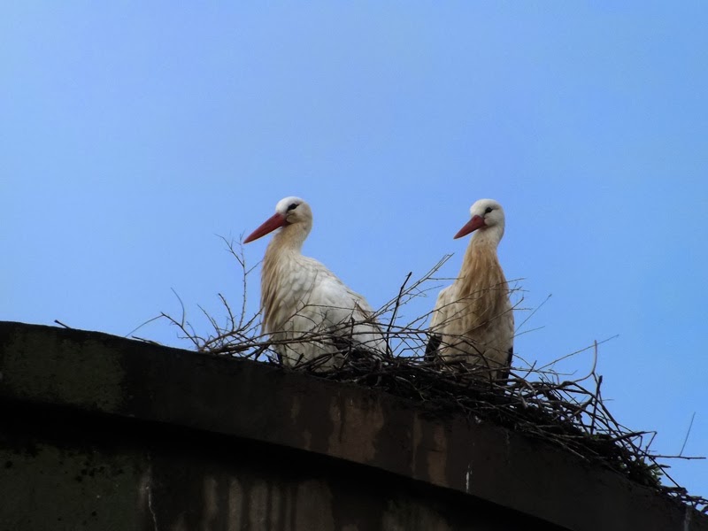 XENTE DE RIBAS DO SIL -LUGO- 2015 : AS CIGOÑAS NON SE ASUNTAN DO AUGA ...