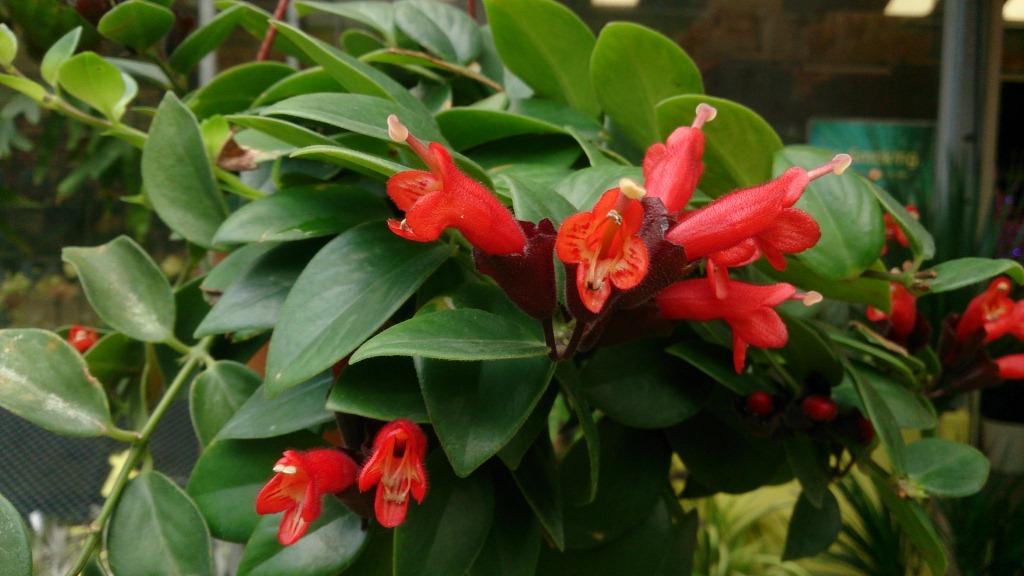 Aeschynanthus lobbiana | Pustaka Flora | Database Tanaman Landscape