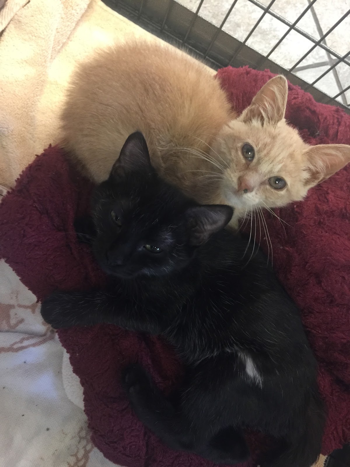 Diary of a Real-Life Veterinarian: Wallace's Story; Prolapsed Rectum ...