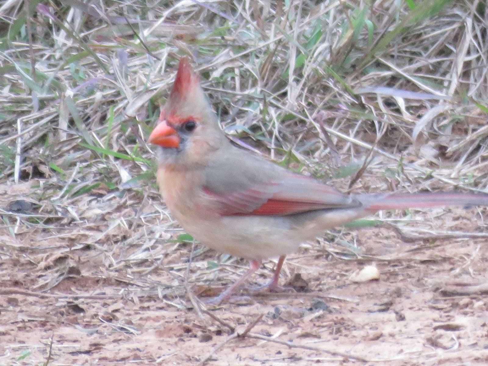 Poth picture of the day: Random bird pictures from today...