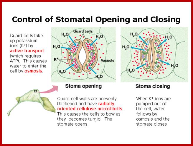 Senior Biology: Plant Responses