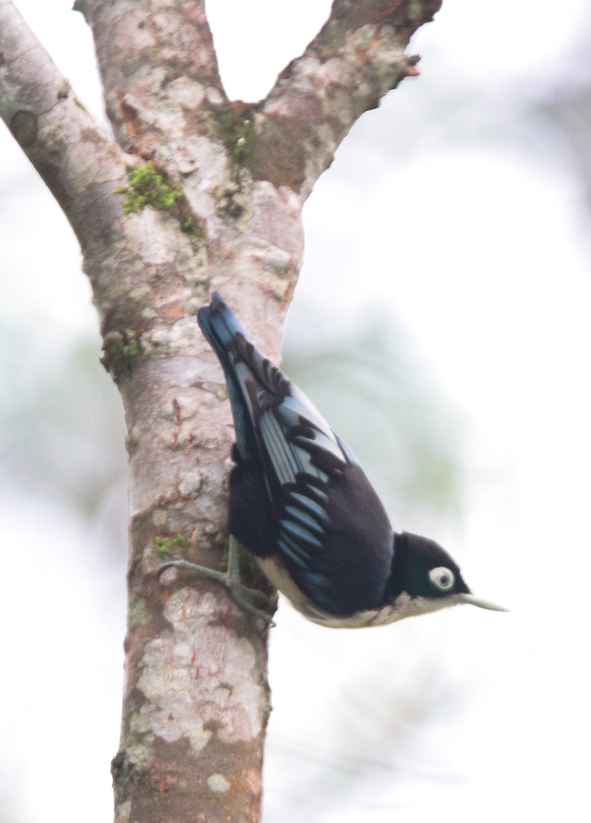 Mike is the name Birding is the game ( Birding in Malaysia - Malaysian ...