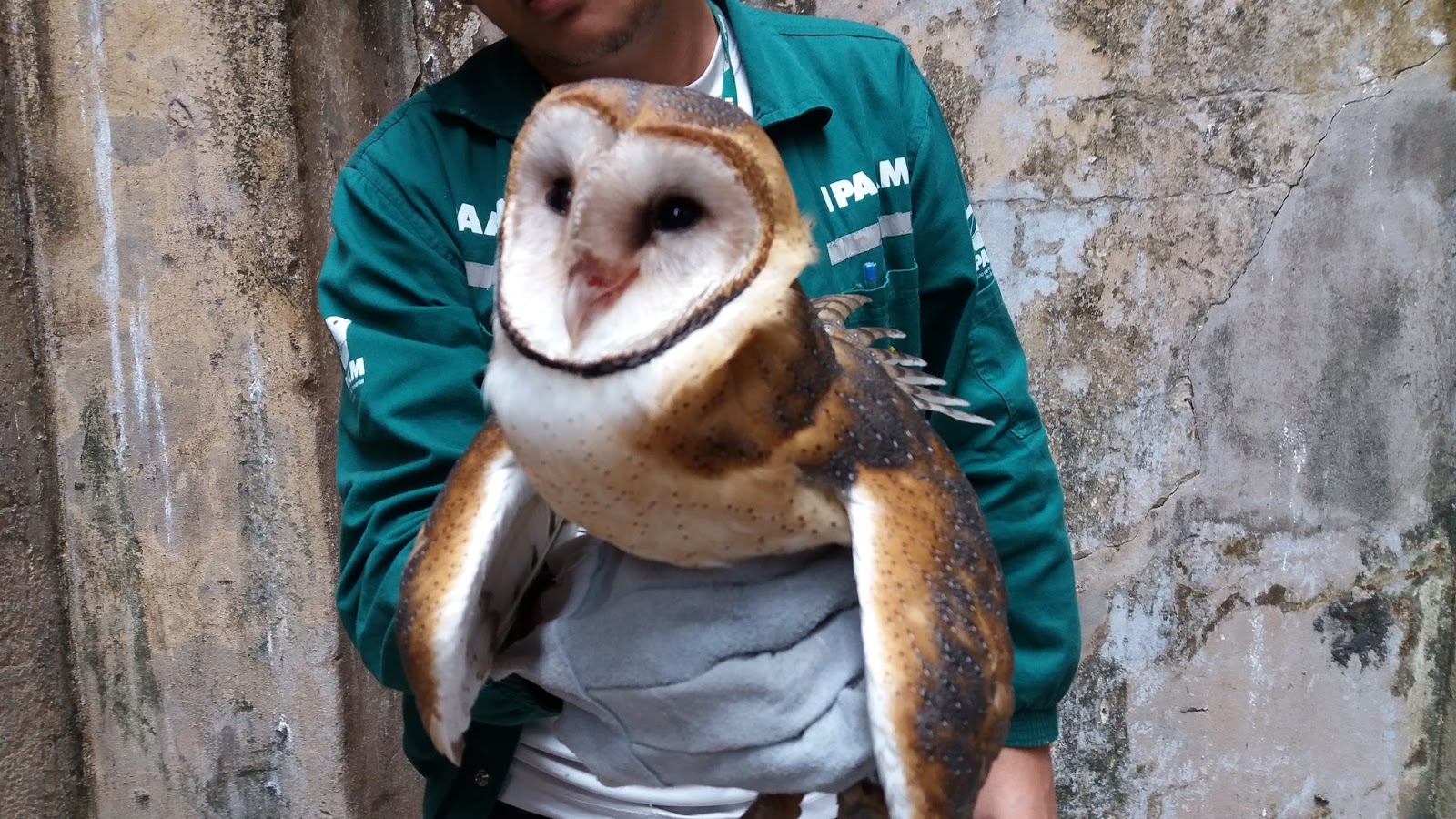 Historia Da Rasga Mortalha - FDPLEARN