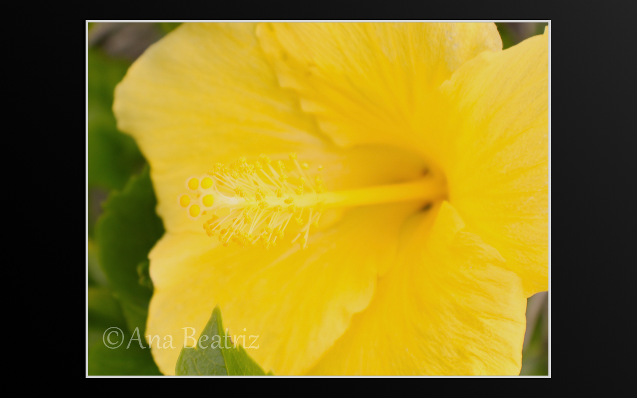 Aventura fotográfica: Cayena Amarilla (Hibiscus rosa- sinensis)