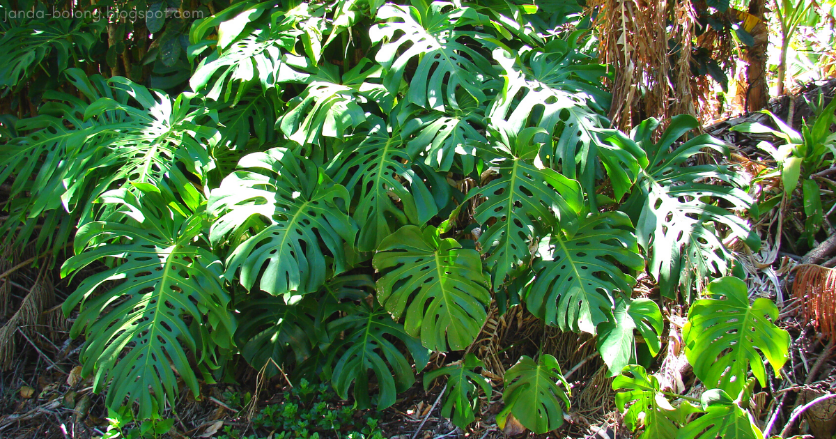 Informasi Lengkap: Jenis dan Harga Tanaman Janda Bolong