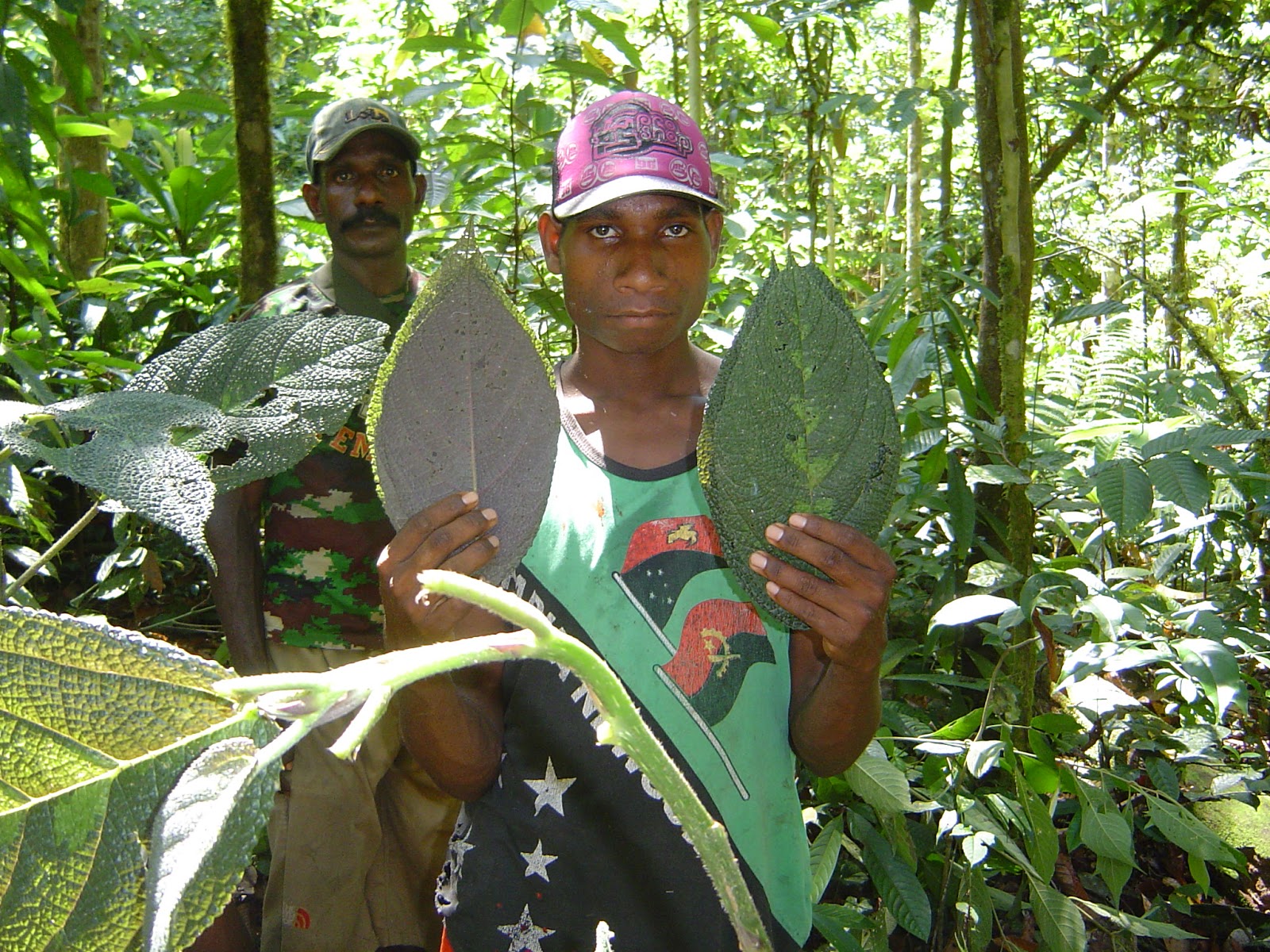 "Daun Gatal" A Powerful Natural Leaf for Tired ~ Tapal Batas Terakhir