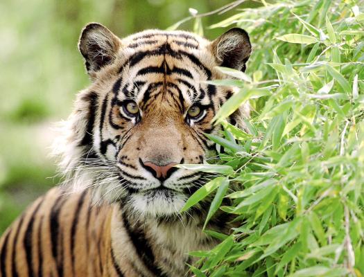 Bali Tiger (Panthera tigris balica) | Save Flora And Fauna