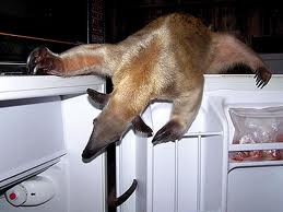 Zoo Animals: Funny Anteaters