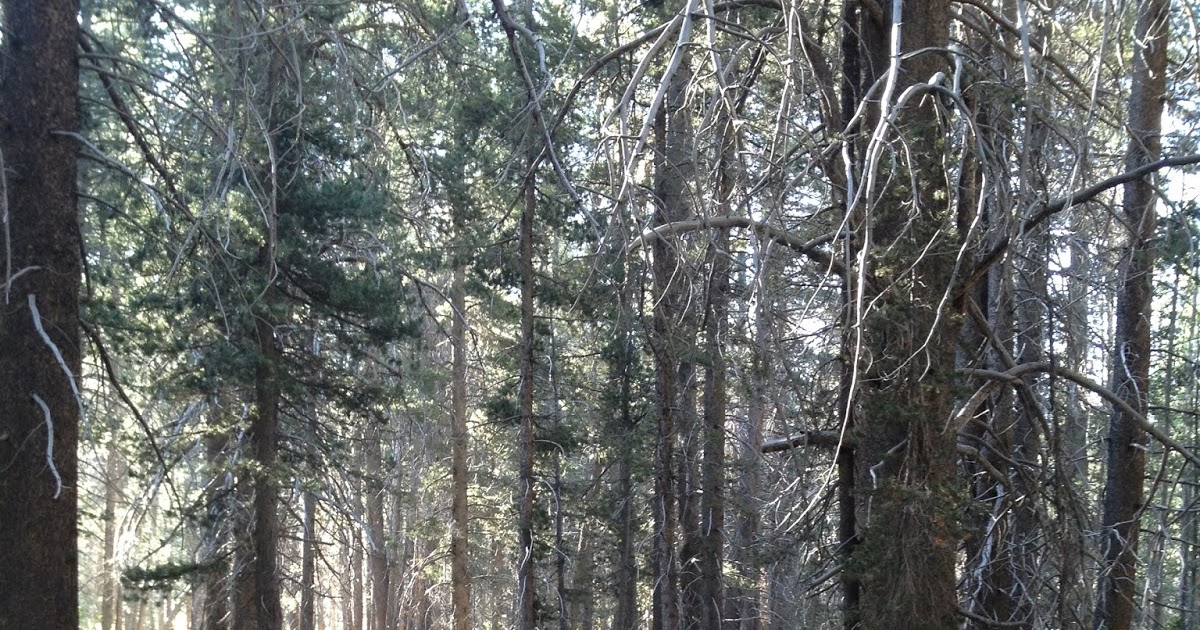 Hike4Ward: Day 9. Aug 7: Bear Creek to Sallie Keyes Lake via Seldon ...