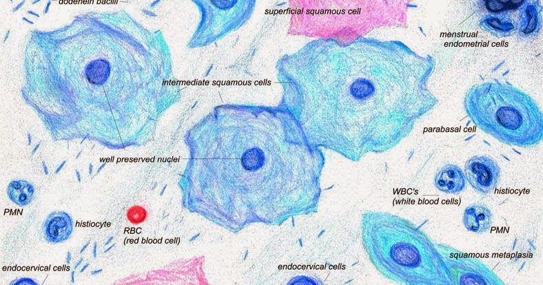 Medical Laboratory and Biomedical Science: Normal Pap Smear