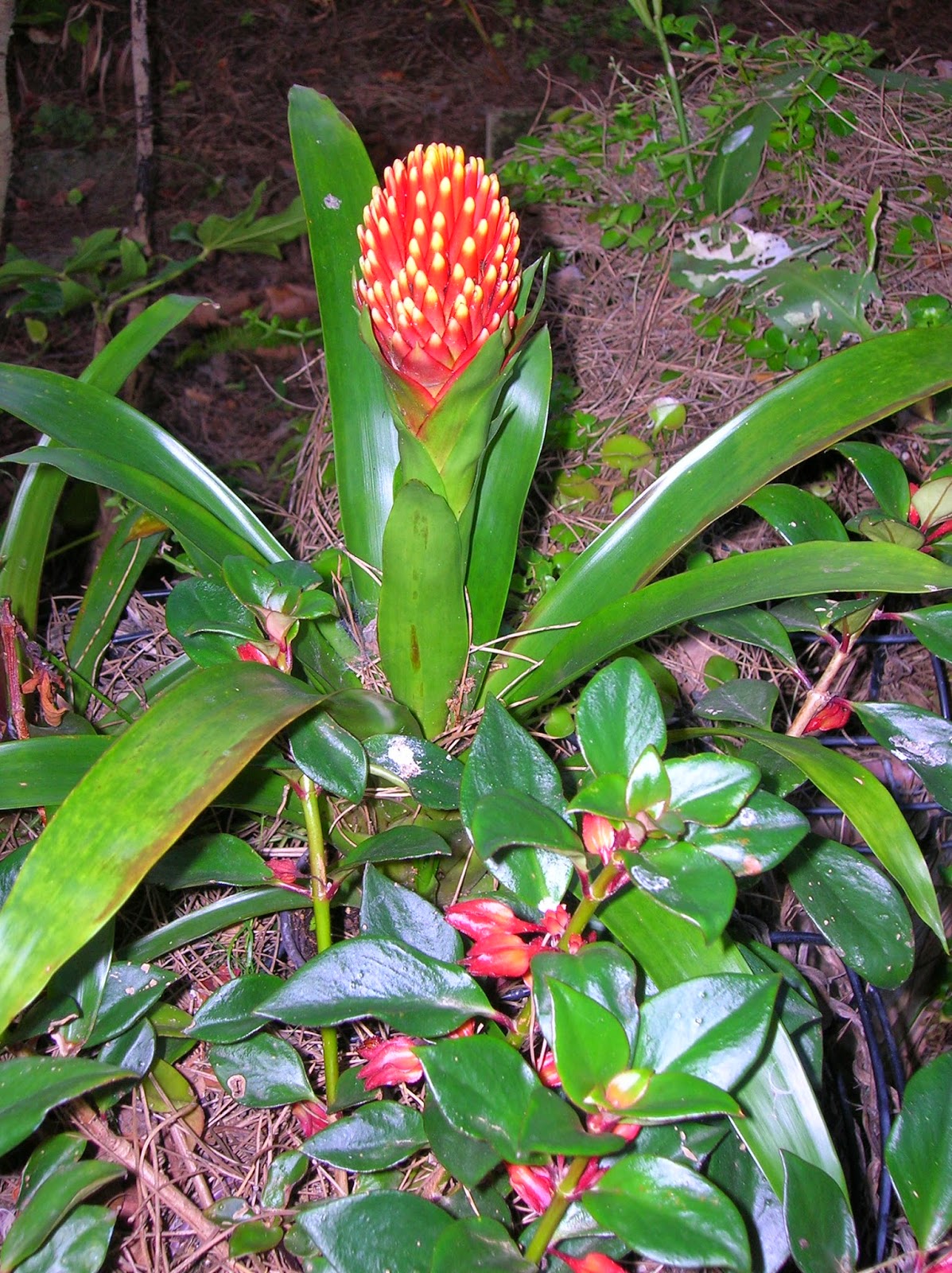 Recregarden: GUZMANIA "TORCH"