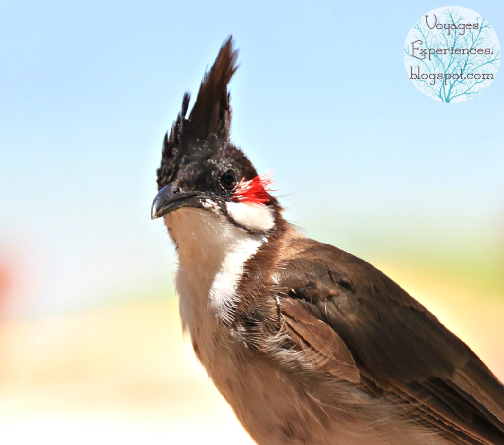 Voyages et Expériences : Oiseaux de l'île Maurice