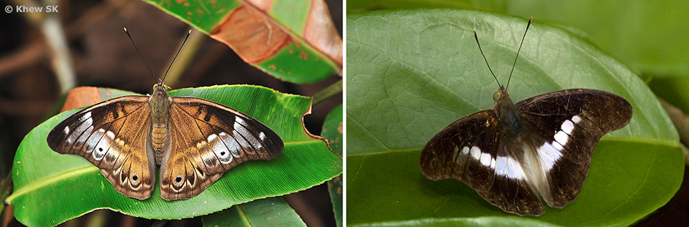 Butterflies of Singapore: Sexual Dimorphism - Part 2