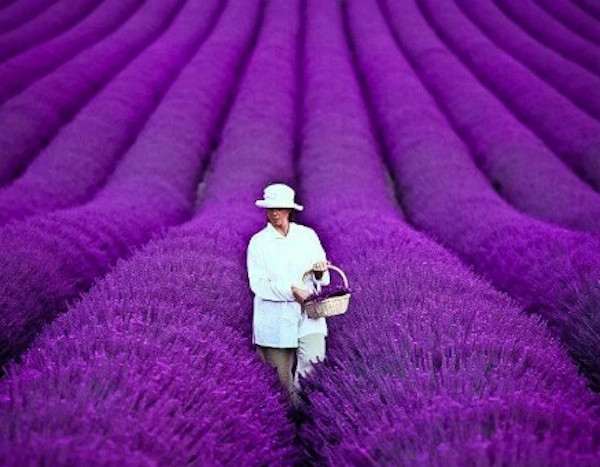 Casual Loves Elegance : Living with hues of French Lavender