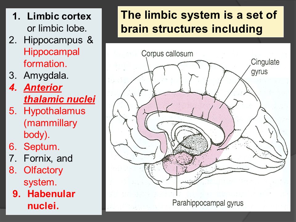 EXAMS AND ME : Limbic System