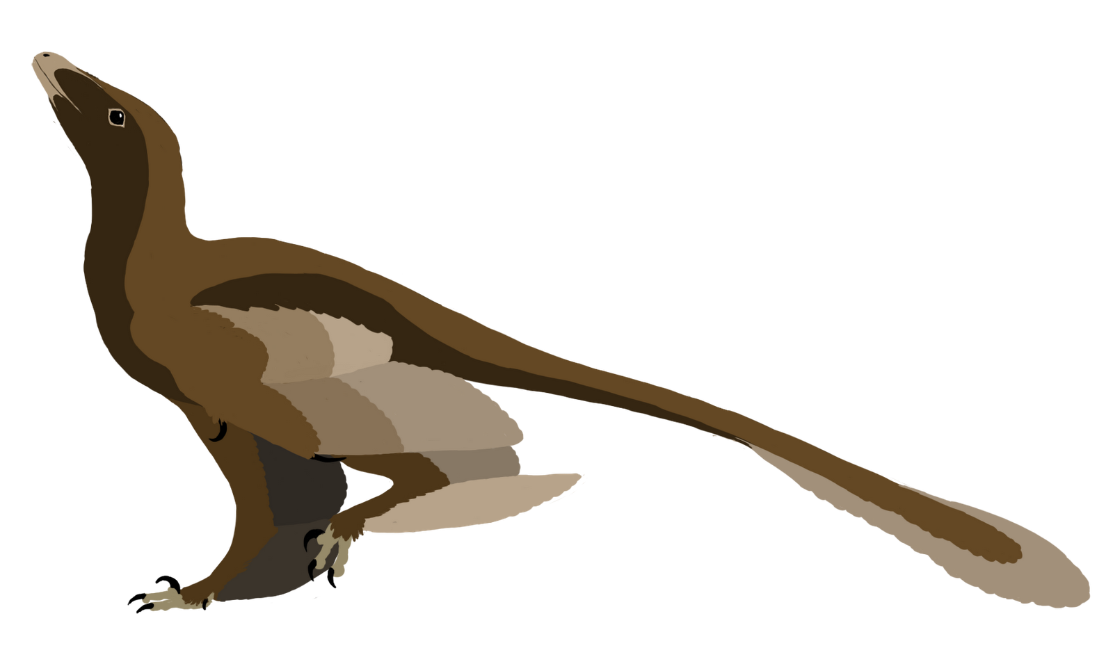 Art of Emily Willoughby: Sinornithosaurus poses