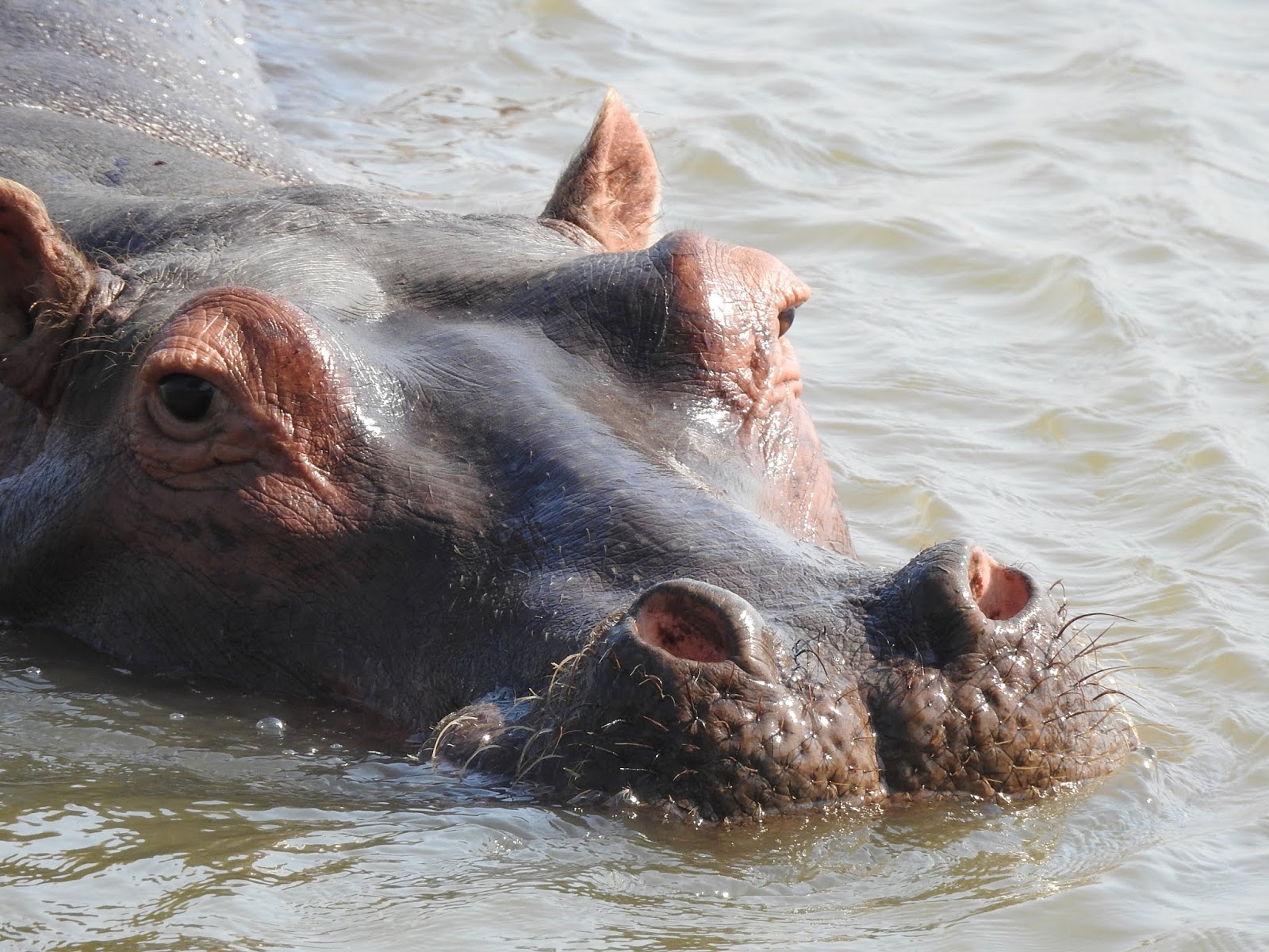 Hippos, Giraffes and Lions, Oh My....