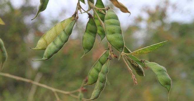 Caracteristicas y Usos del Frejol de palo