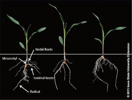 Why Agriculture..?: Corn Planting: How Deep Are You Planting Your Seed?