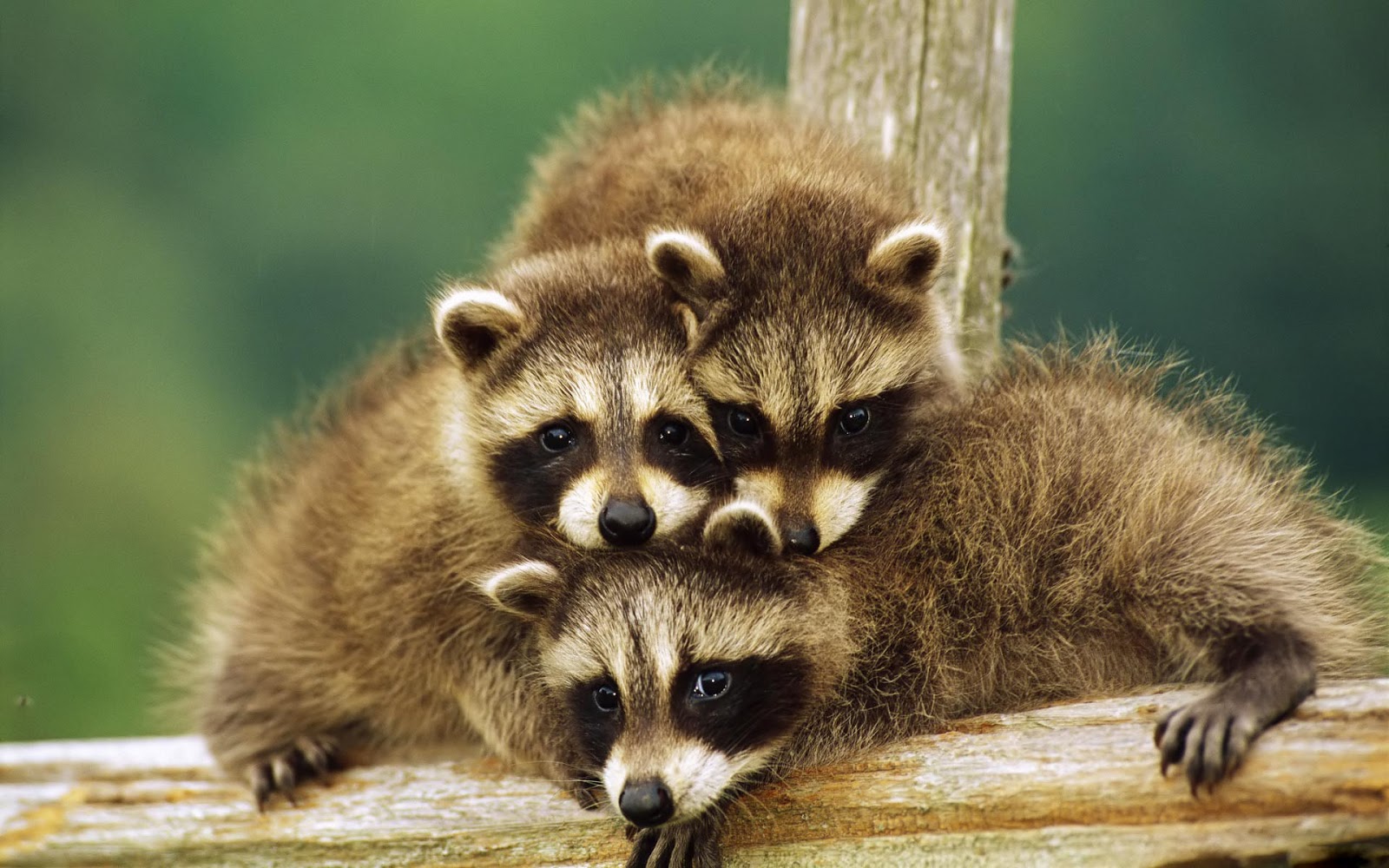 Raccoon Hd Wallpapers | Asubmissive Journeys