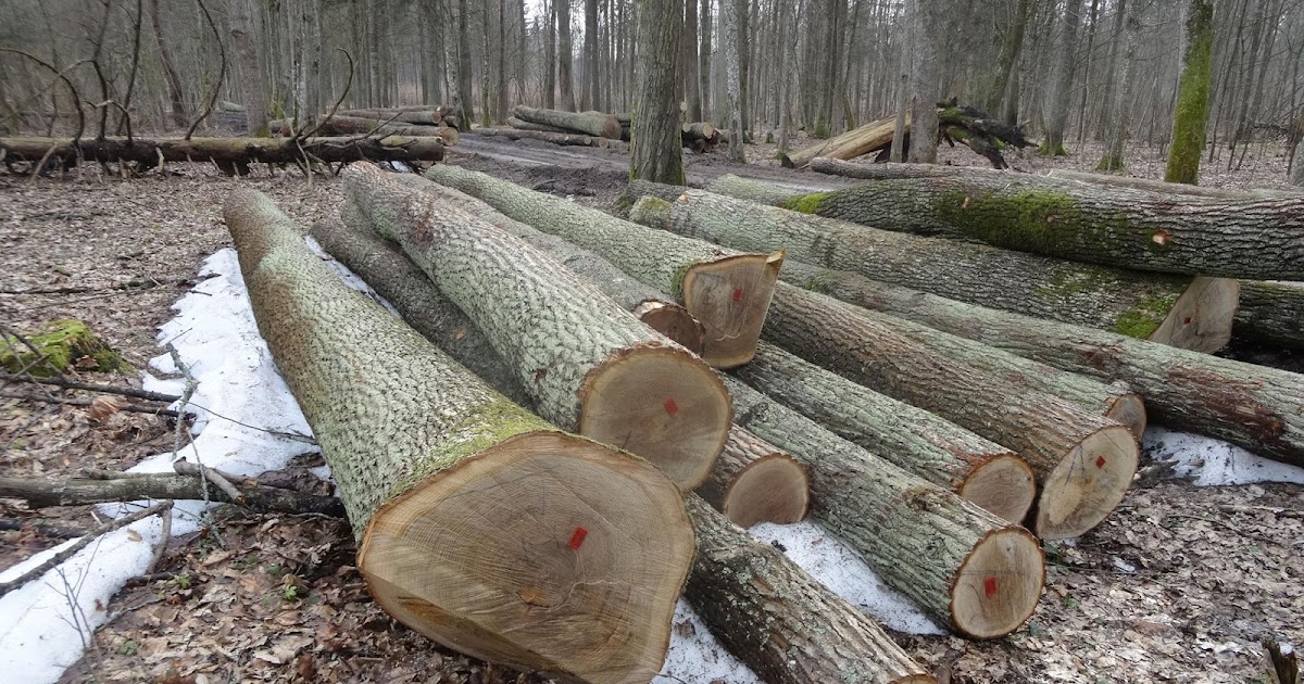 Puszcza Białowieska: Masowa wycinka dębów w Puszczy Białowieskiej
