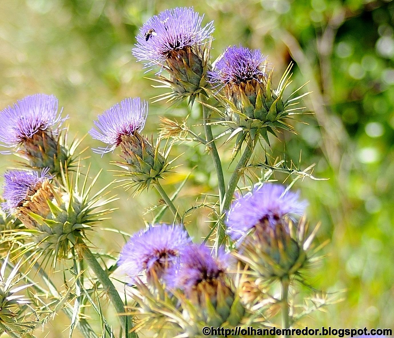 olhandemredor: Cardo