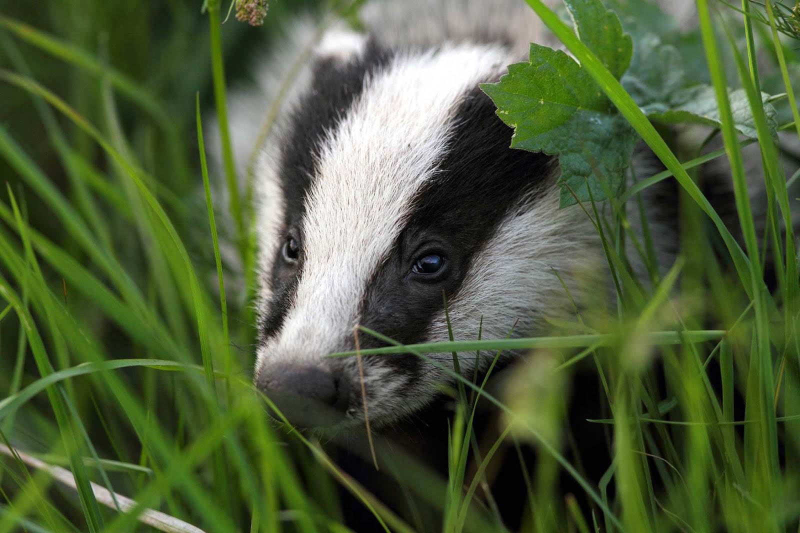Darley Dale Wildlife: Badger cub