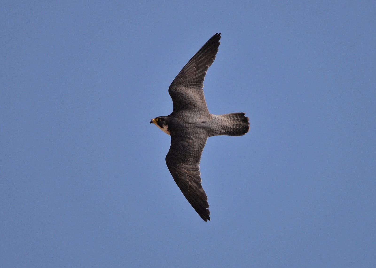 South Wales Birding.: Peregrines.