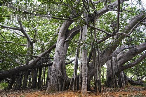 No viviendo en un mundo vivo: Baniano