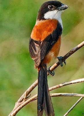 Informasi Seputar Burung Cendet ( Pentet ) | + 100 Jenis Burung Kicauan ...