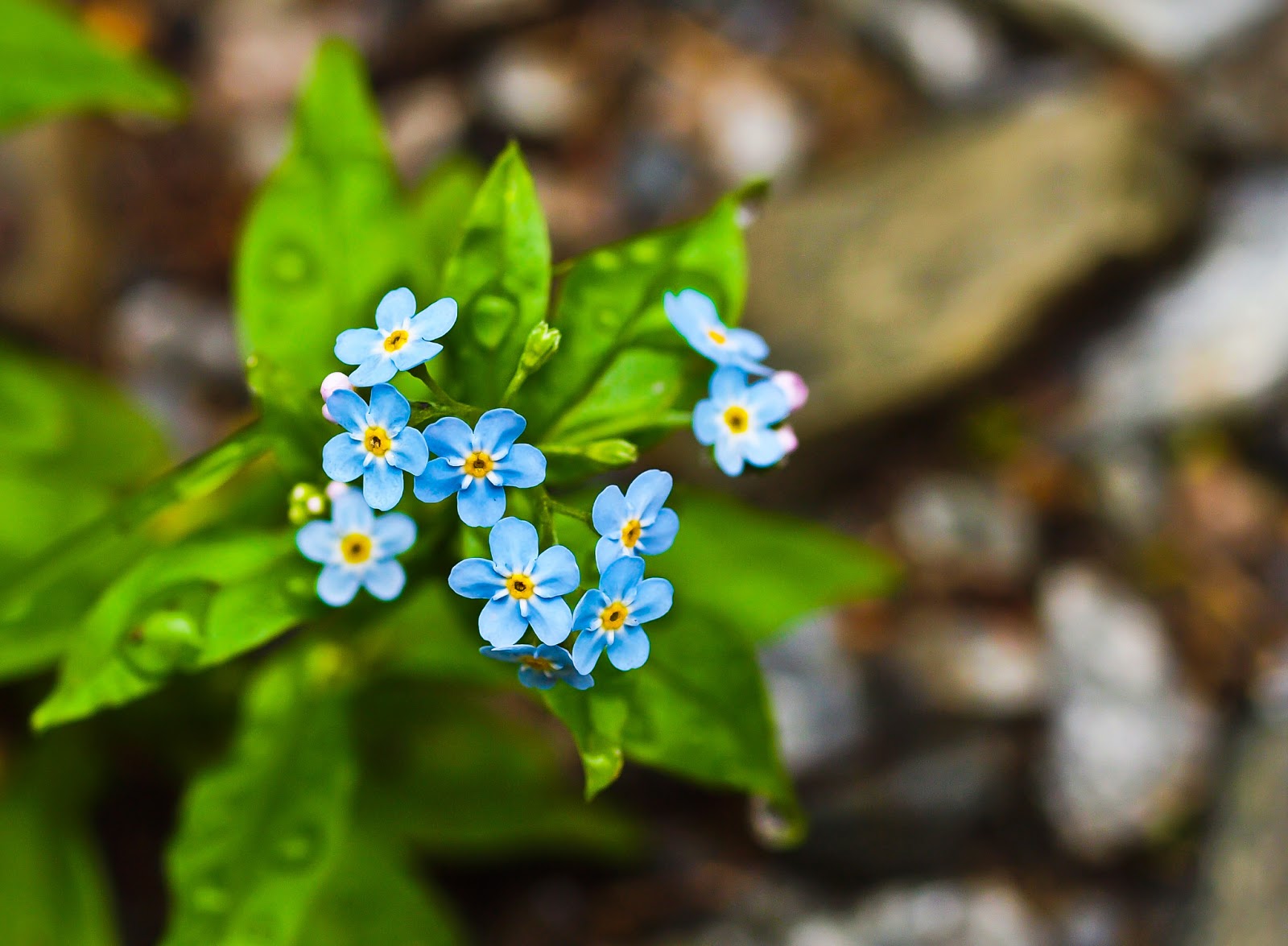 Vis magie foto-Magazinul meu de vise: Flori de " Nu-mă-uita" (Myosotis ...