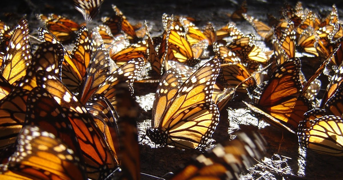 Cartacuba: Las fabulosas mariposas monarcas en peligro de extinción