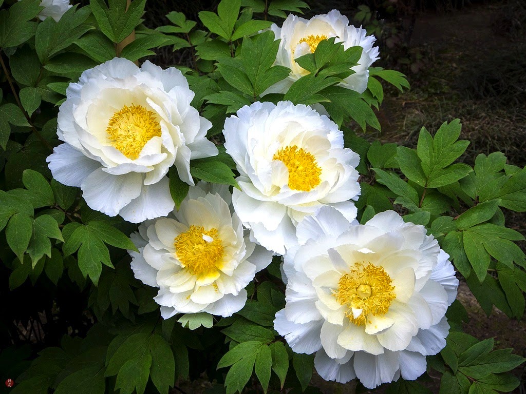 FROM THE GARDEN OF ZEN: Botan (Paeonia suffruticosa) Flowers: Kencho-ji