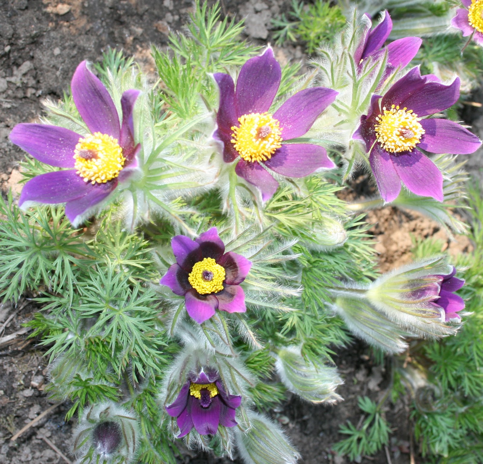 GARDEN STORIES: ŠILAGĖLĖS