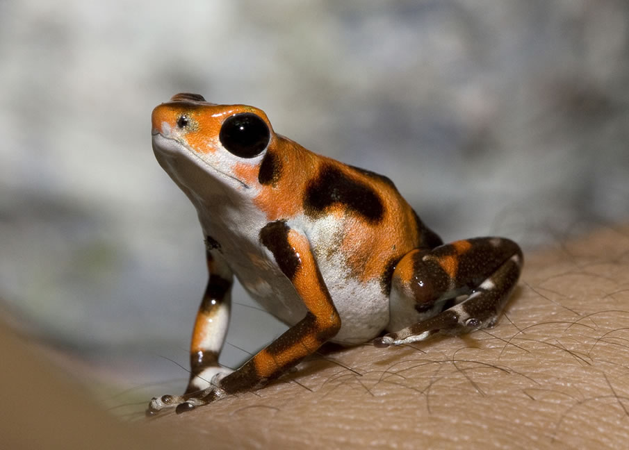 best photos 2 share: 8 Frogs from Every Corner of the World