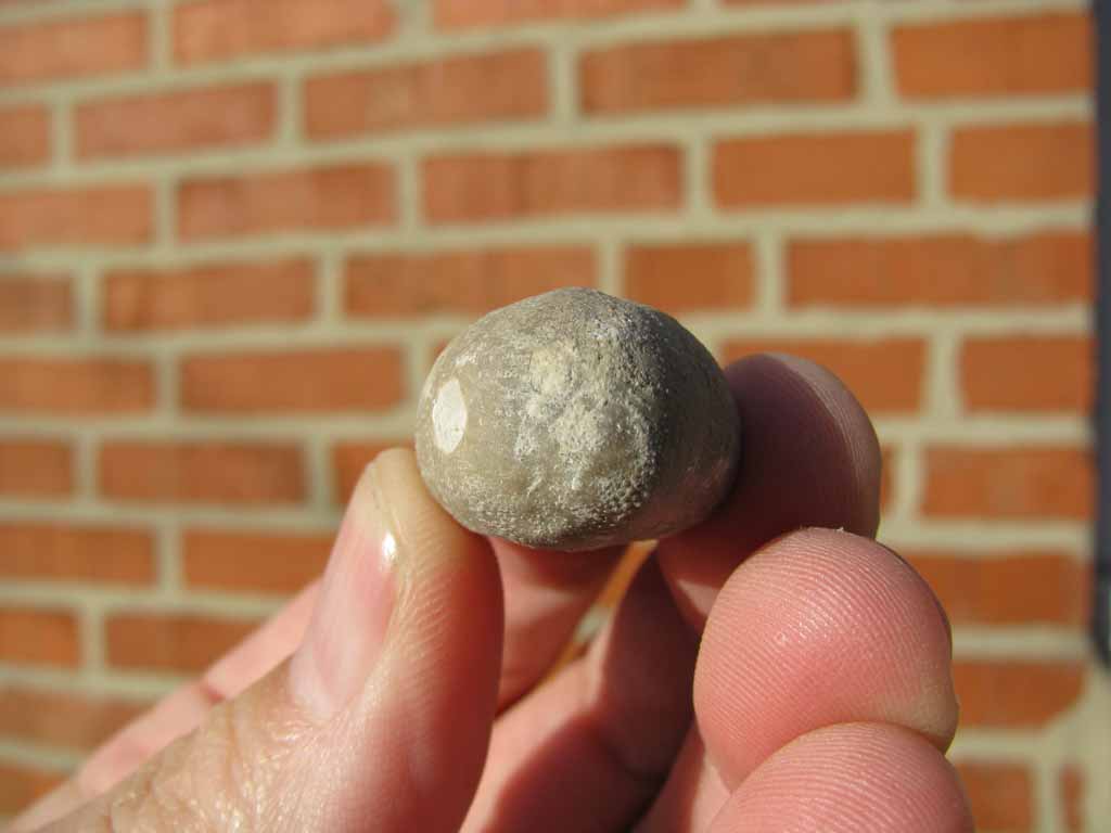 Views of the Mahantango: Hemiaster whitei from Texas