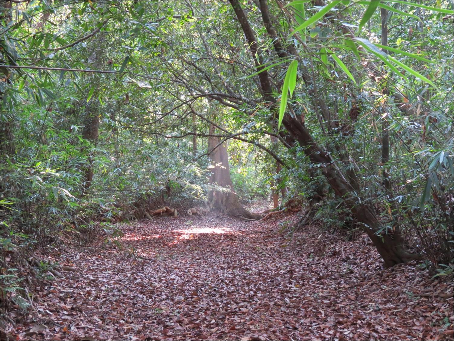 Agumbe Rain Forest Visit in Search of King Kobra at Kalinga Center for ...