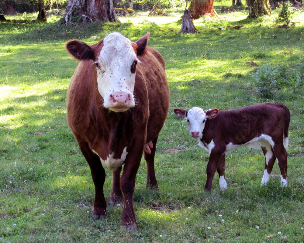 Converse in the North Cascades: Last Calf of 2014 meets First Calf of 2013