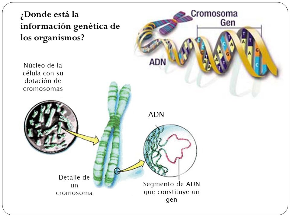 BIOLOGÍA MOLECULAR