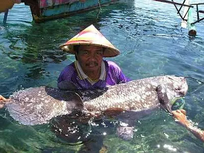 Coelacanths: Fossil Fish - An Ancient Swimmer