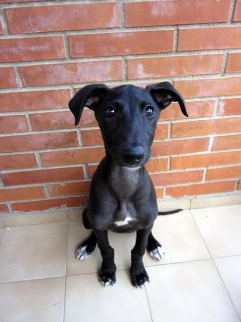 NOBLE GALGO: Bebé Amina, galga de 4 meses en adopción