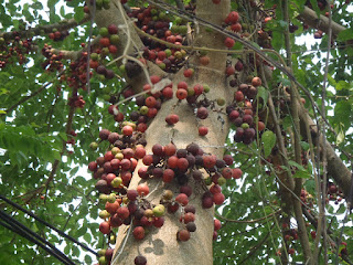 Ara - Pokok Terpinggir Yang Banyak Manfaat - Sis Hawa | Blog Lifestyle ...