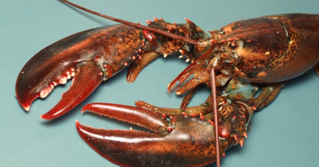 Tips to Choose Live Lobster Supplier Wholesale - Live Lobster Exporter ...